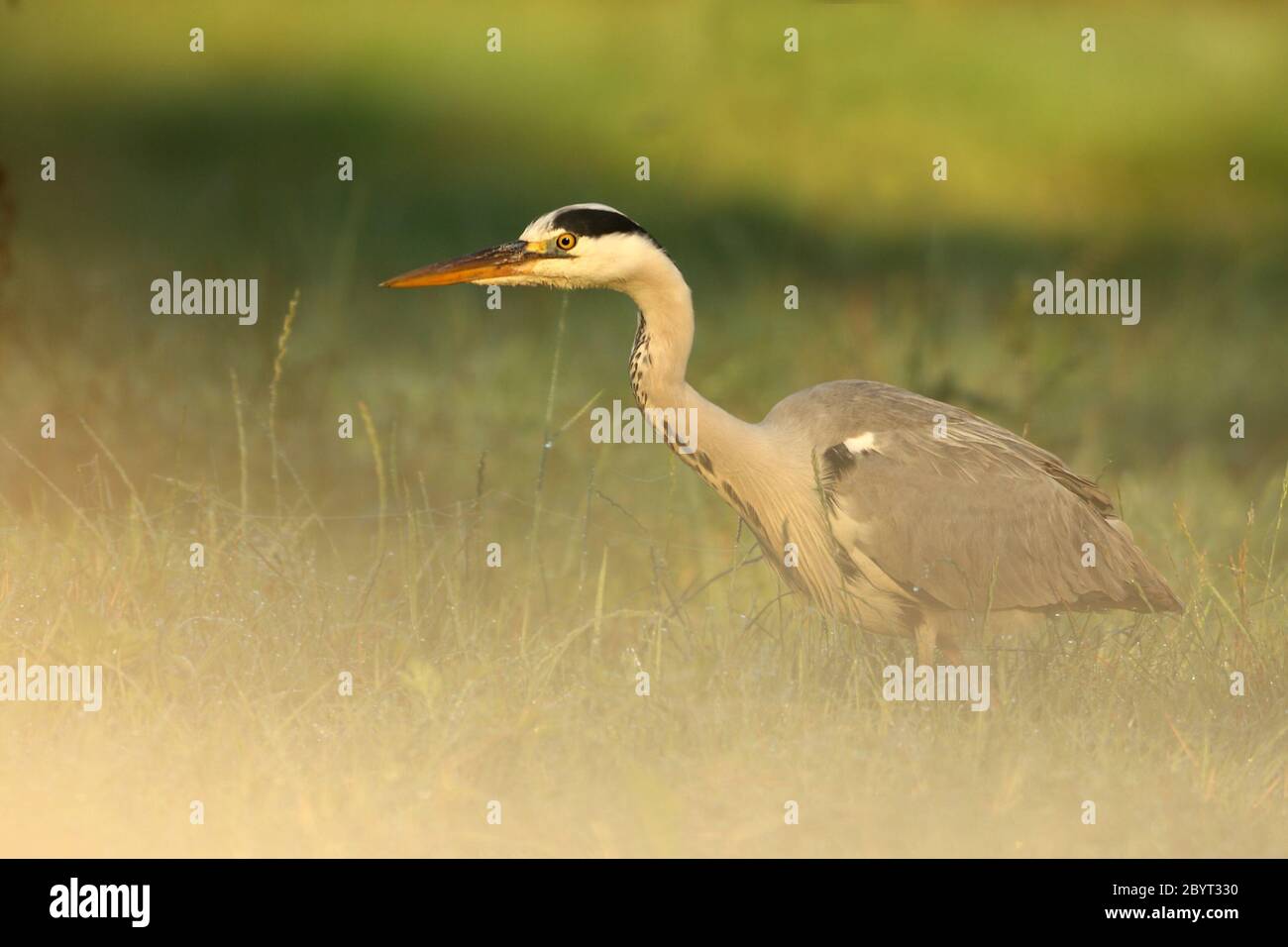 Little Grey Heron in the Early Mist Stock Photo - Alamy