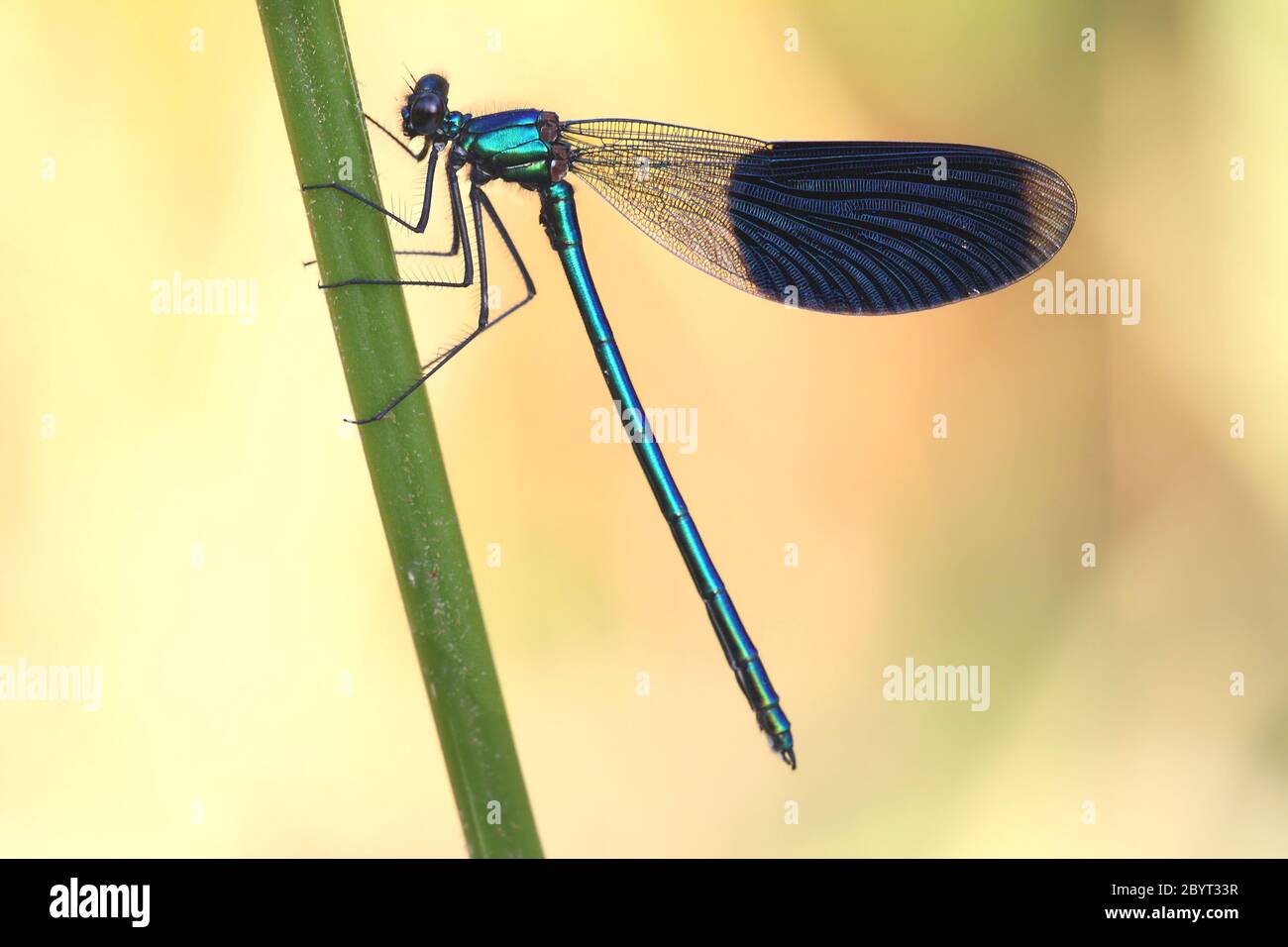 Banded Darter Dragonfly Stock Photo - Alamy