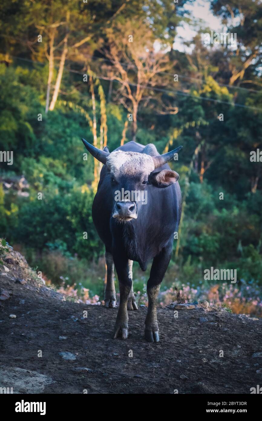 Mithun in village, Bos frontalis, State Animal of Nagaland, Satakha ...