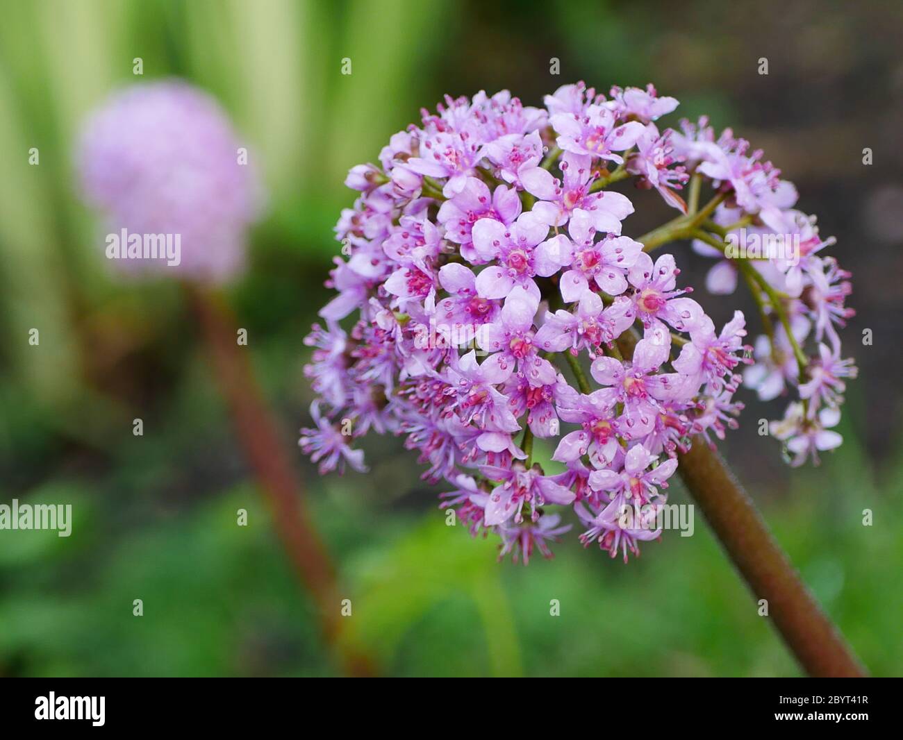 Darmera peltata hi-res stock photography and images - Alamy