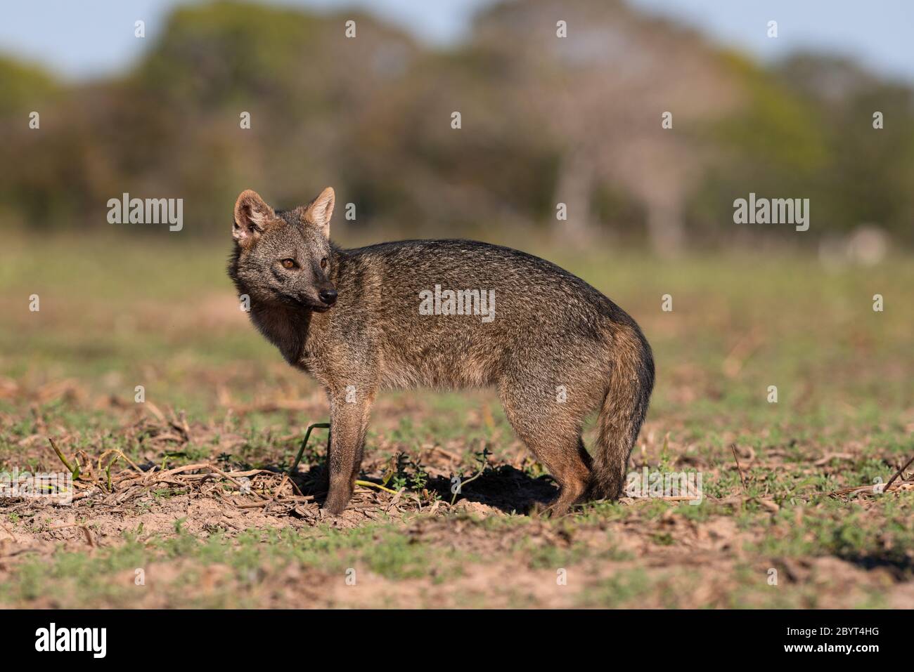 A Crab-eating Fox (Cerdocyon thous) from the Pantanal, Brazil Stock ...