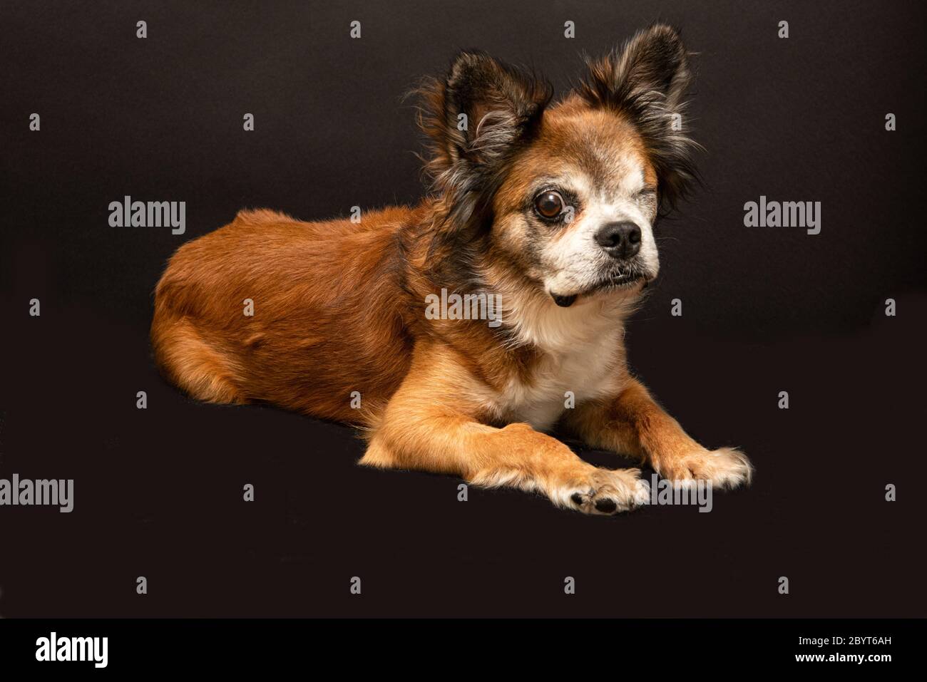 One eyed dog hi-res stock photography and images - Alamy