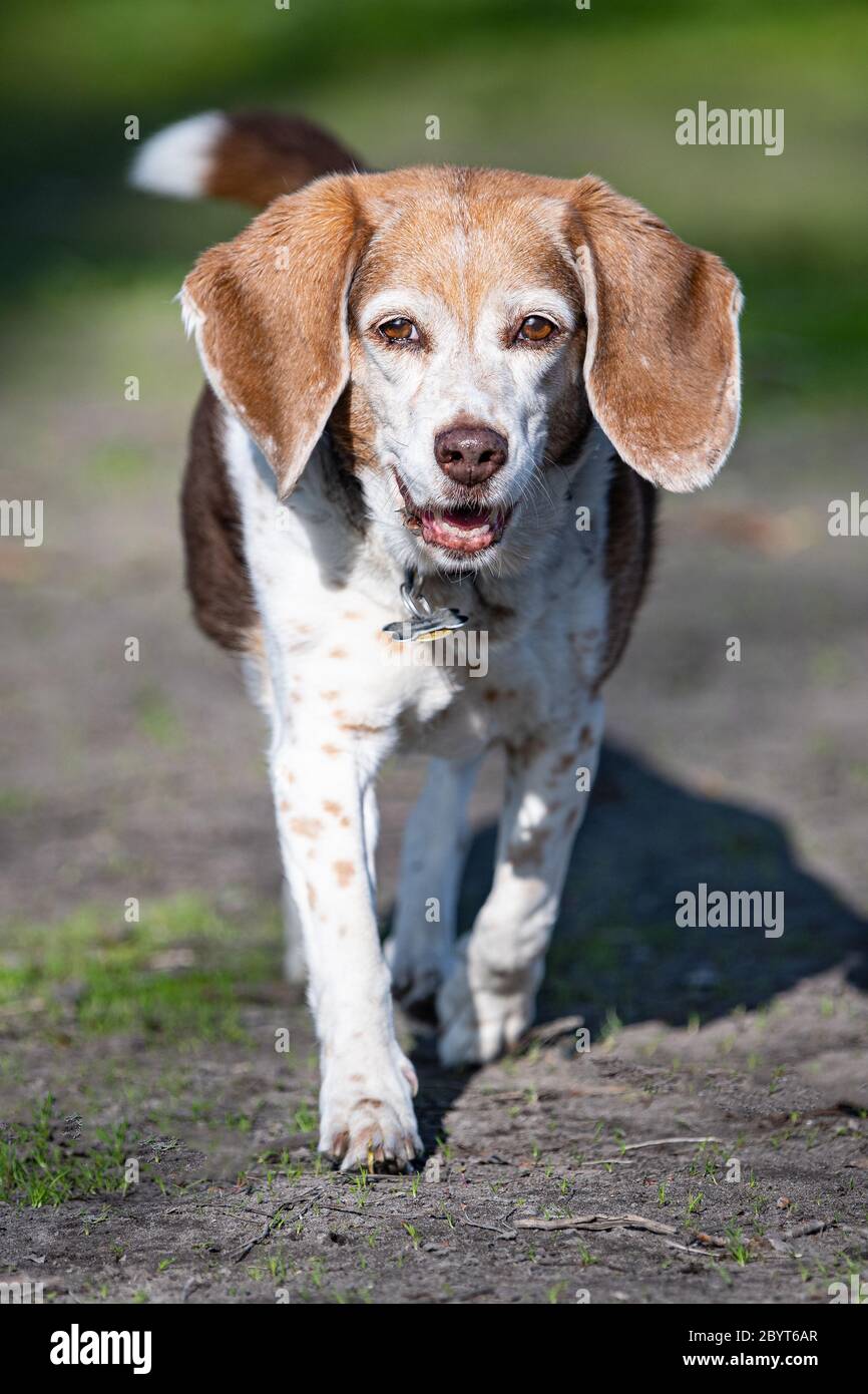 Senior beagle hi-res stock photography and images - Alamy
