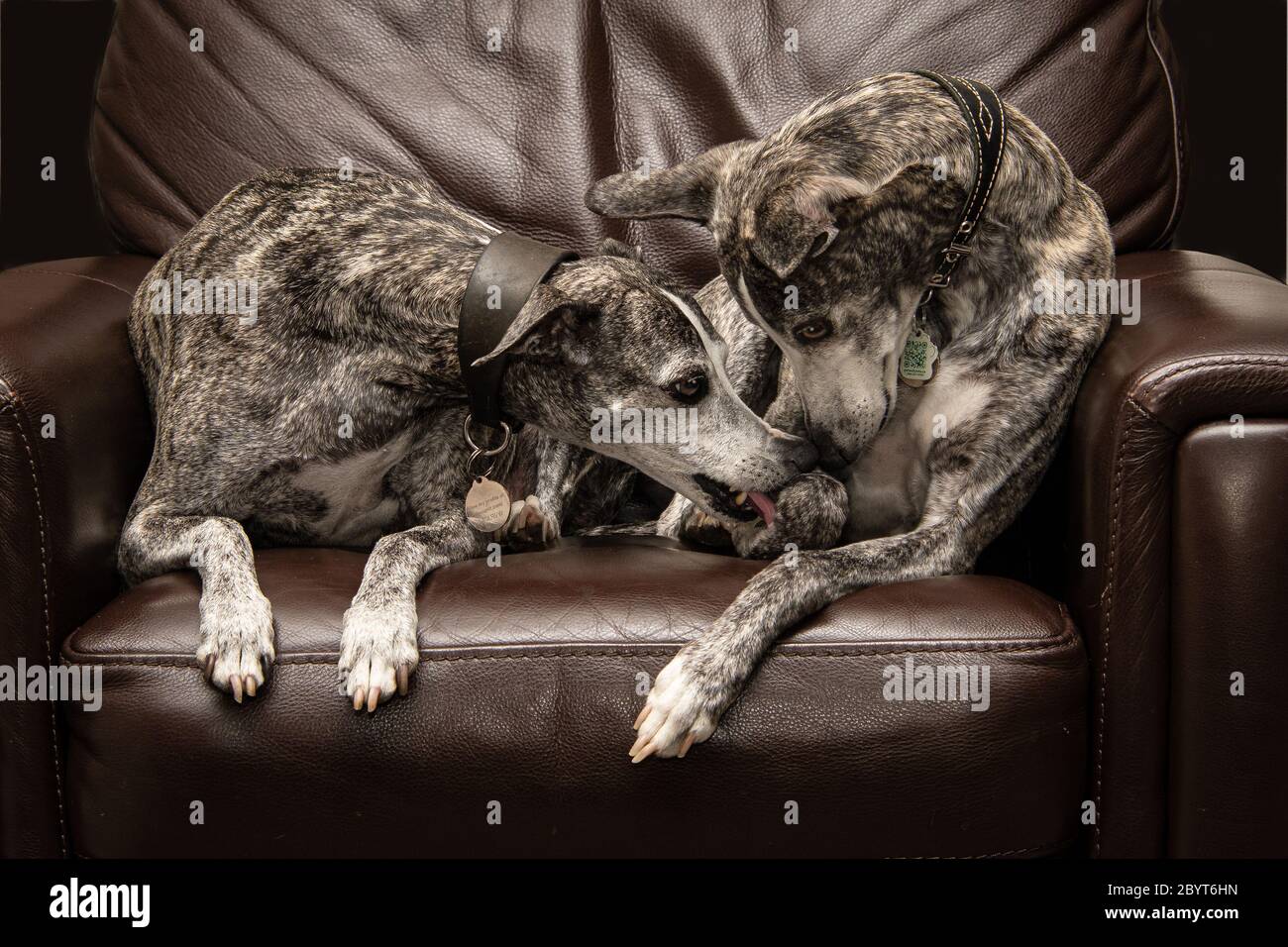 Whippet dogs hi-res stock photography and images - Alamy