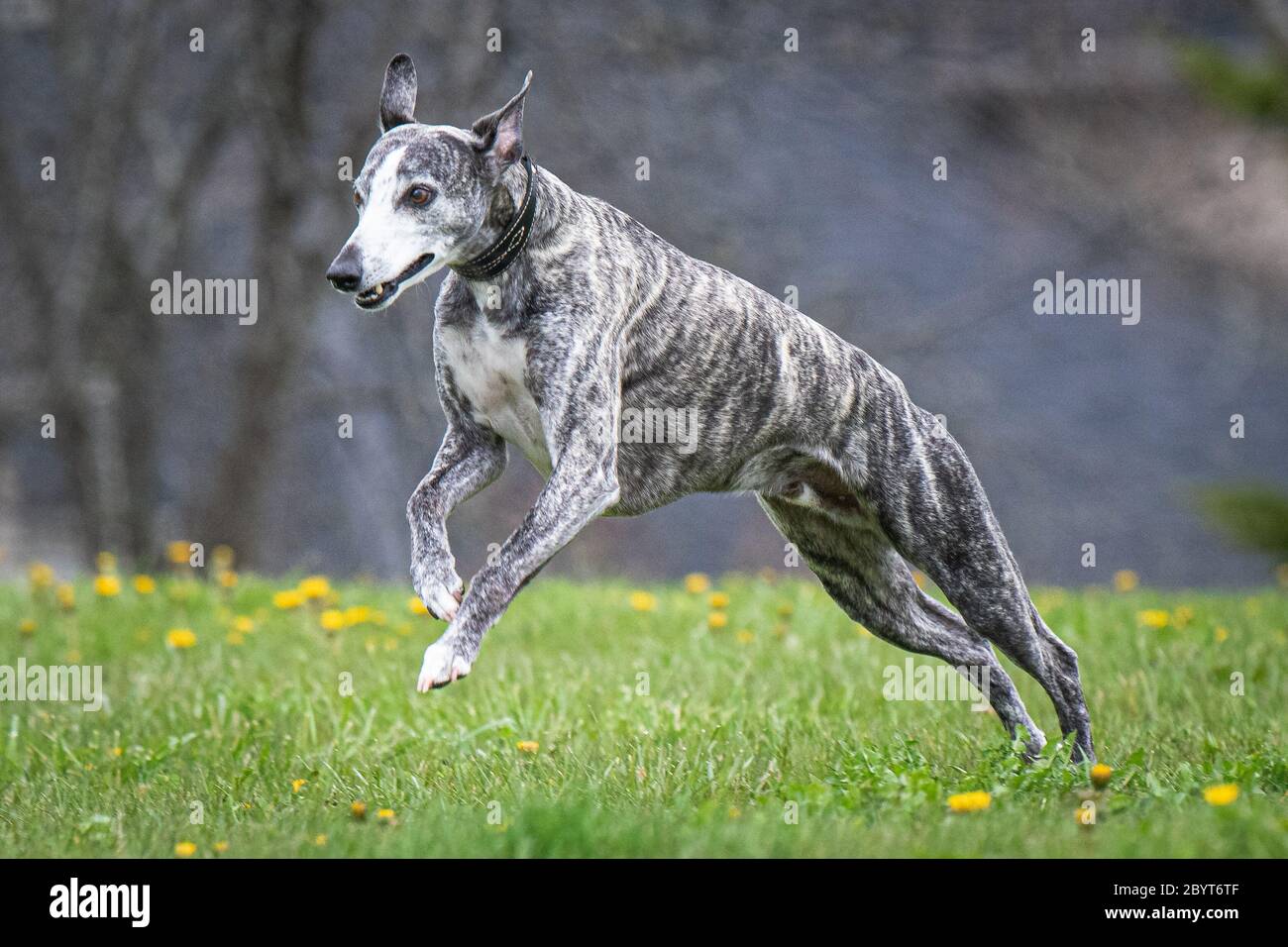 Whippet running hi-res stock photography and images - Alamy
