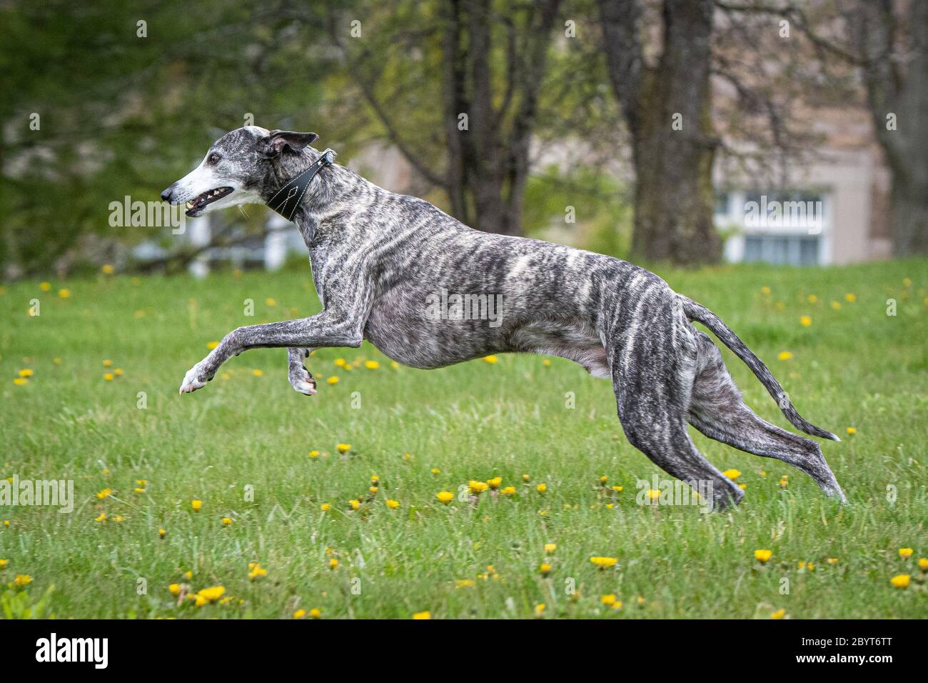 Whippet grass hi-res stock photography and images - Alamy