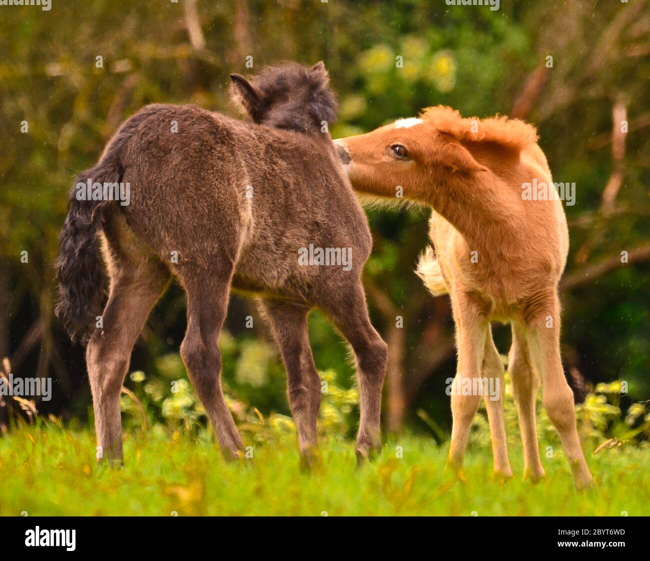 animal, foals, horses, pony, grooming, grass, pelt, caress, sun, spring ...
