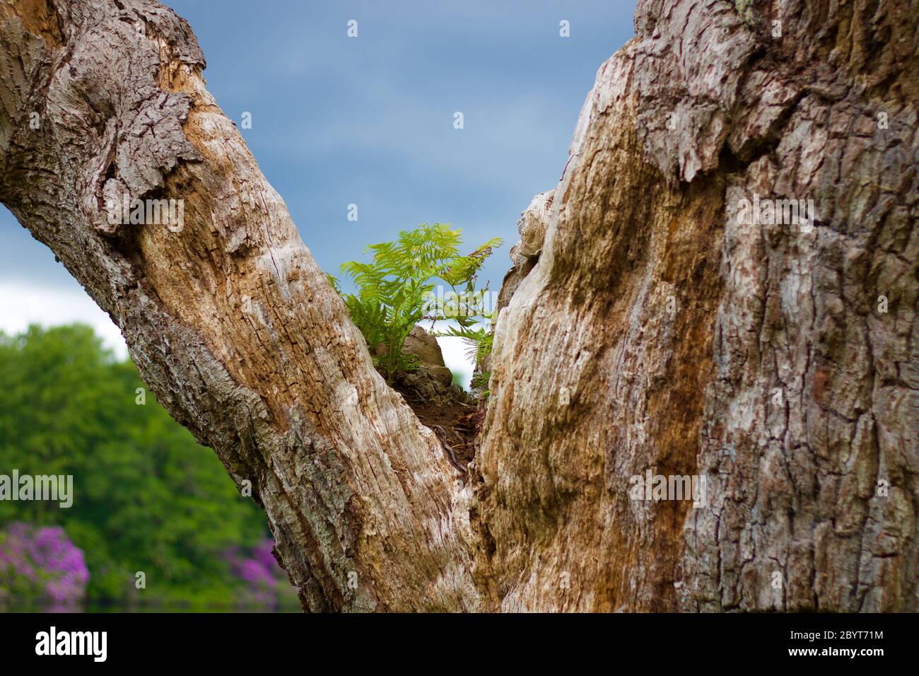Charming image of fern growing between trunk and branch of a tree Stock ...