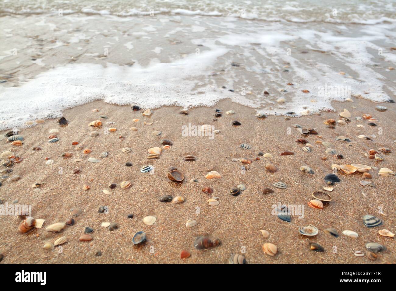 mollusc shell on sand beach and sea Stock Photo - Alamy