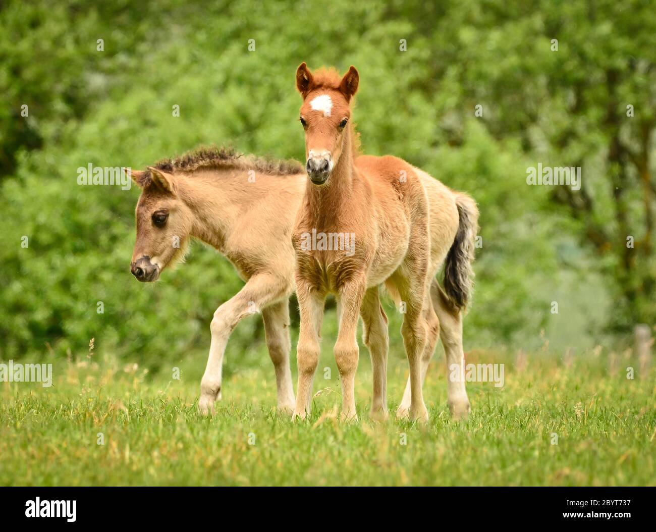 Cute Foals Horses
