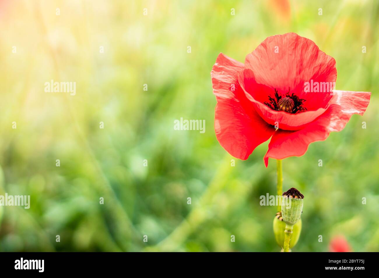 Nice poppy hi-res stock photography and images - Alamy