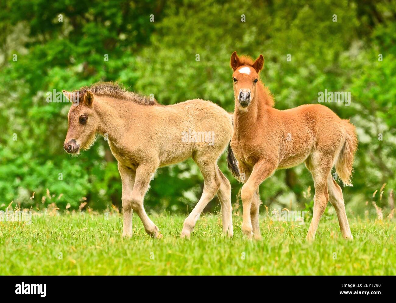 Two pretty and cute foals, a black one, a dun horse and a chestnut, Icelandic horse, foals, are ...