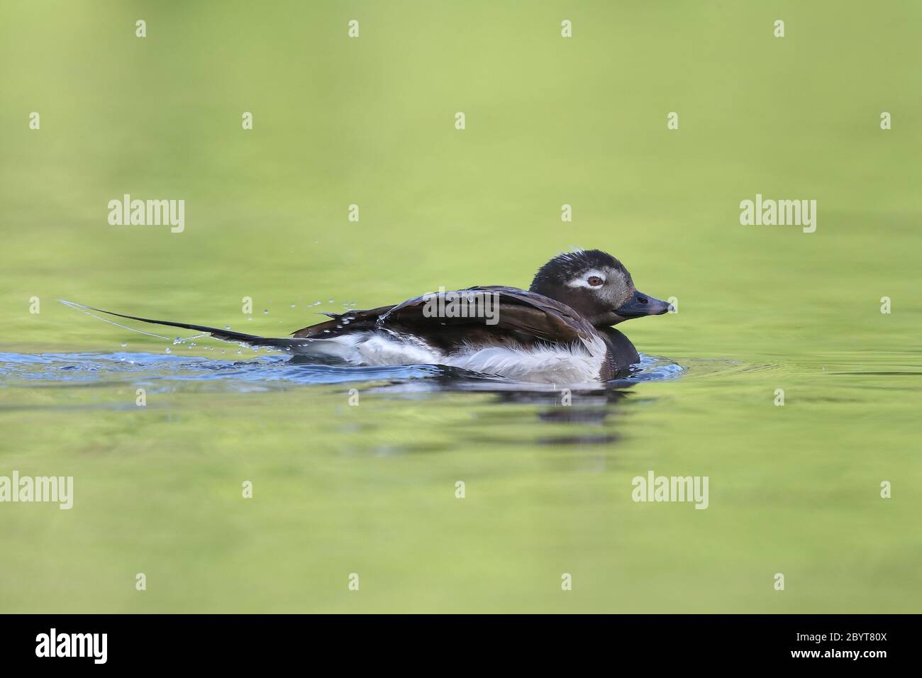 Long tailed duck uk hi-res stock photography and images - Alamy