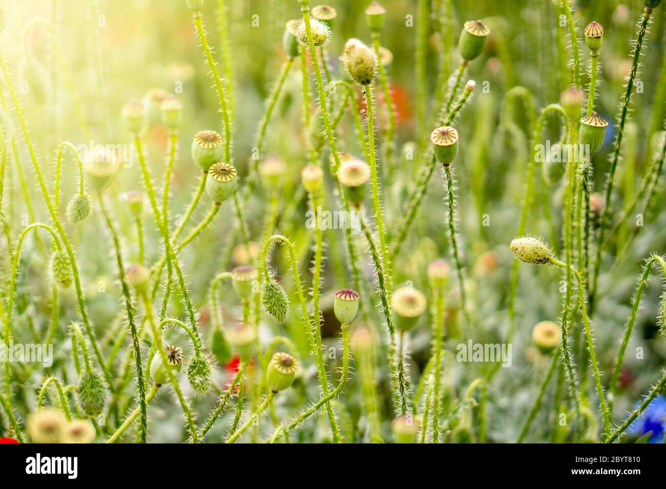 Nice Poppy flowes with meadows and space for text Stock Photo - Alamy
