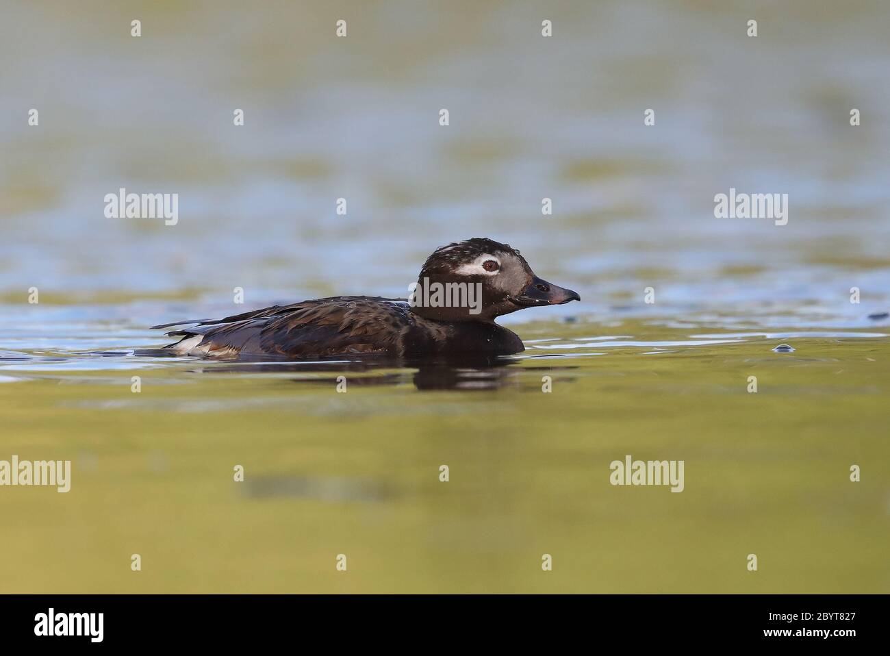 Long tailed duck uk hi-res stock photography and images - Alamy