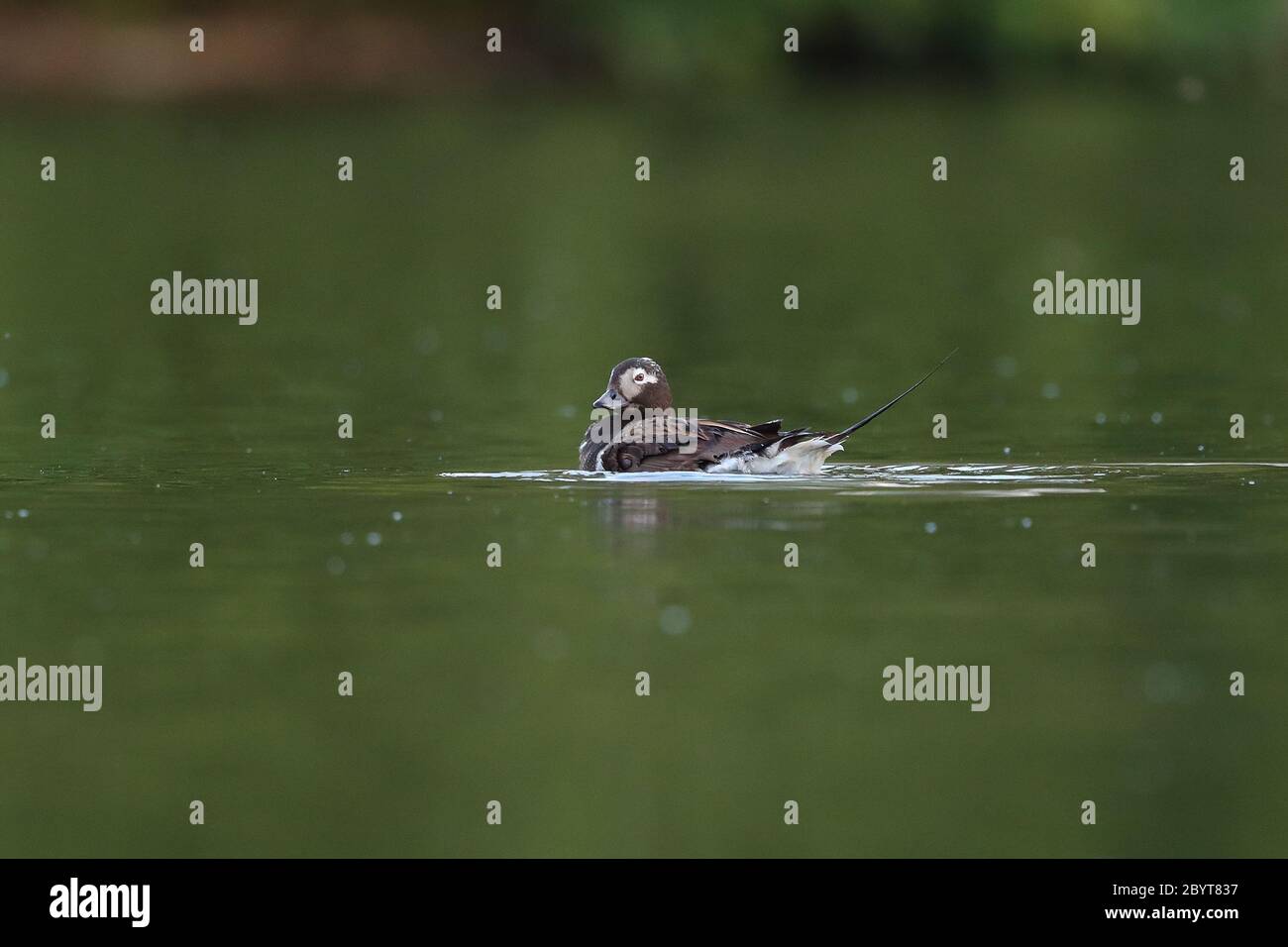 Long Tailed Duck Uk High Resolution Stock Photography and Images - Alamy
