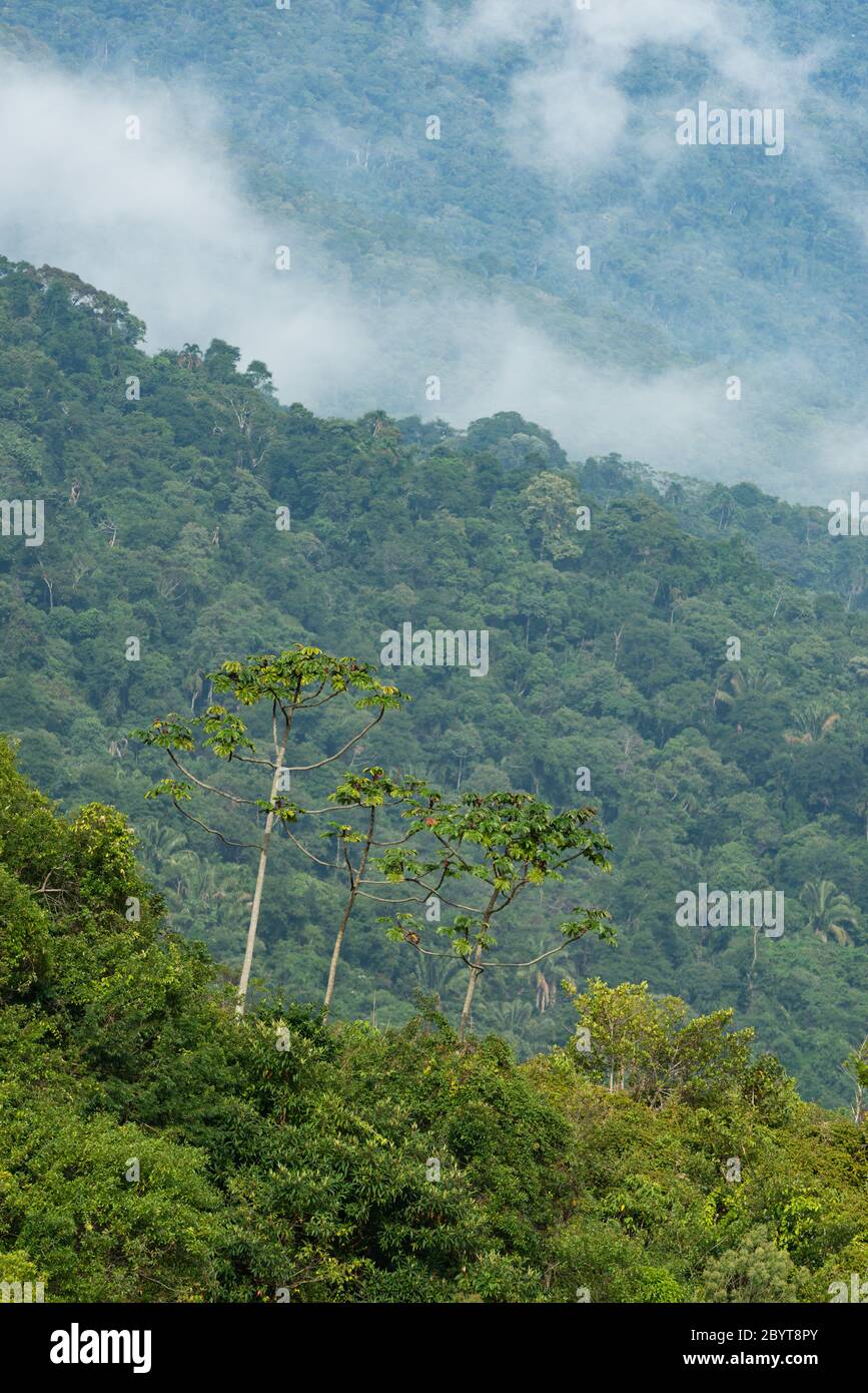 Mountain rainforest brazil hi-res stock photography and images - Alamy