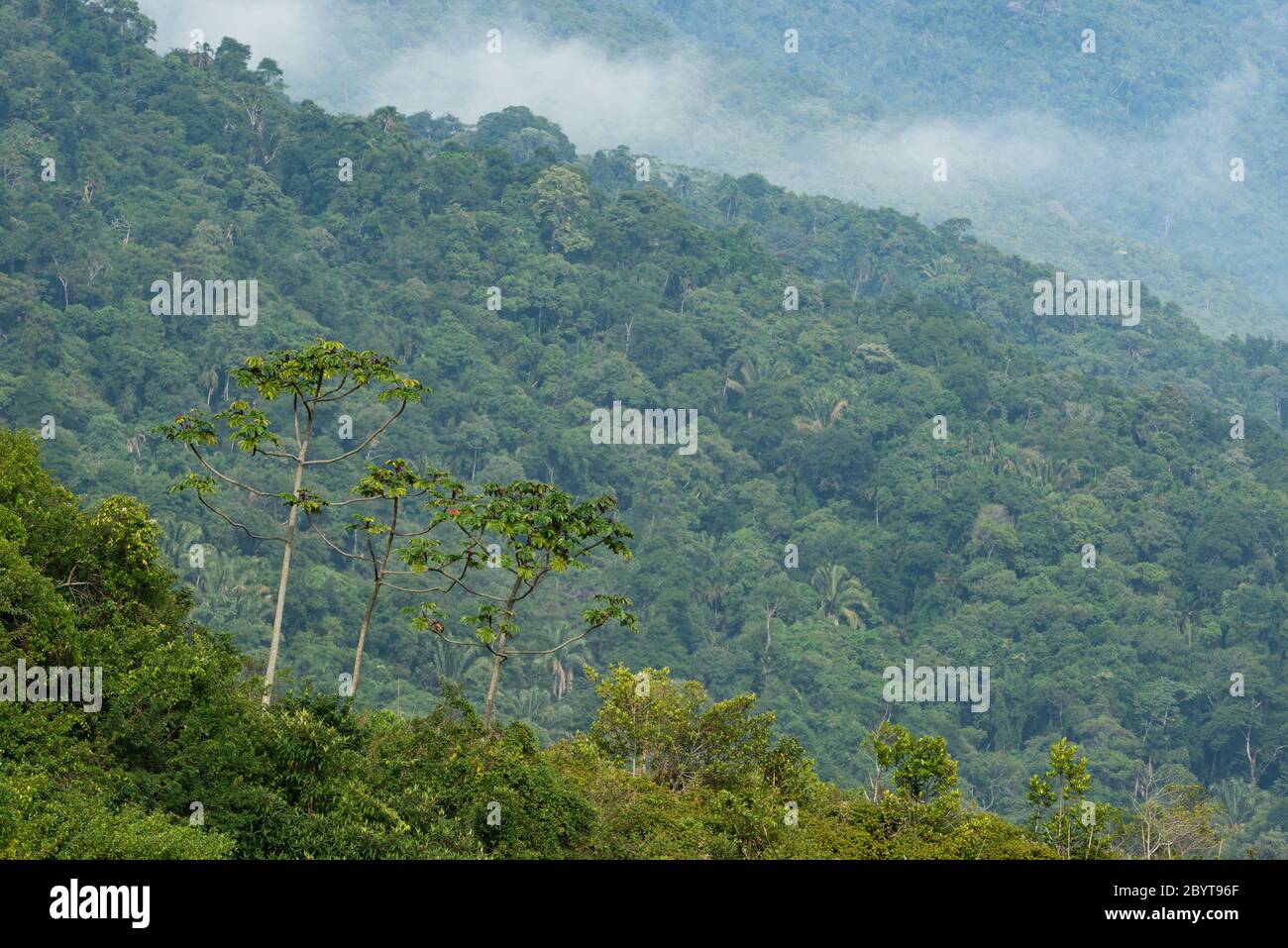 Mountain rainforest brazil hi-res stock photography and images - Alamy