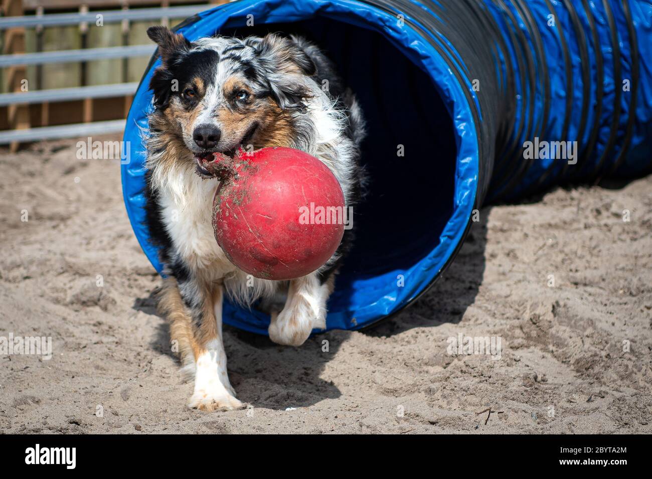 Dog running through tunnel with a red ball Stock Photo - Alamy