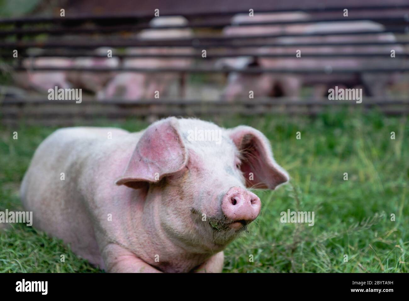 Smiling pig hi-res stock photography and images - Alamy