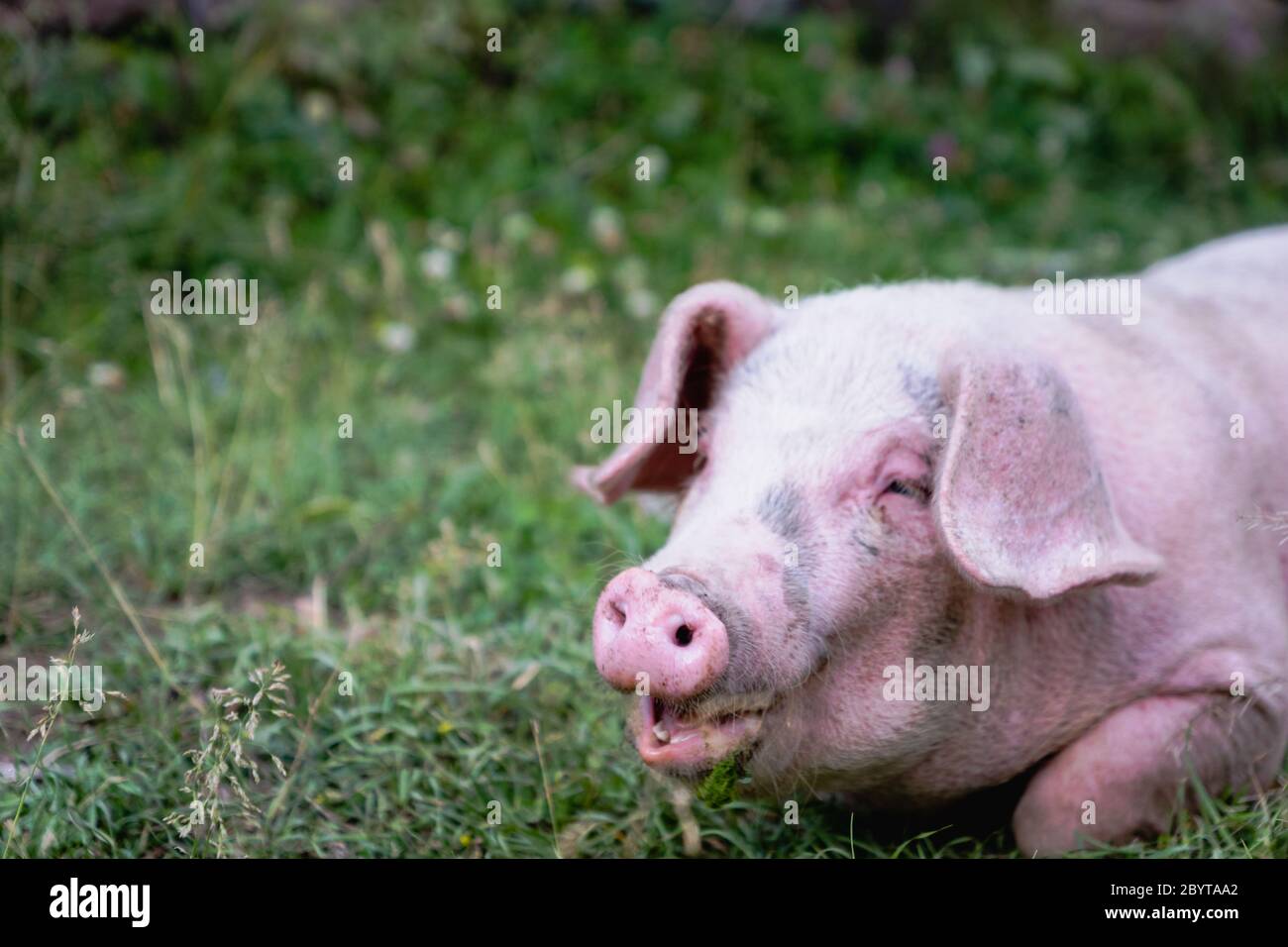Smiling pig hi-res stock photography and images - Alamy