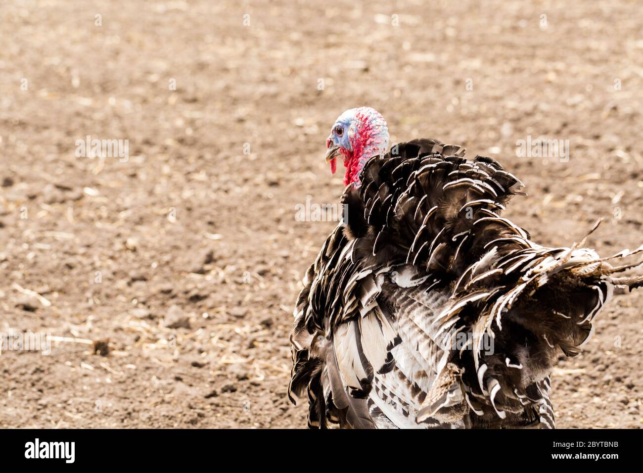 Large turkey farm hi-res stock photography and images - Alamy