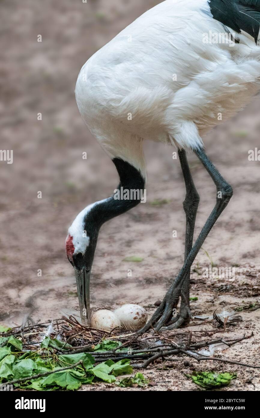 The red-crowned crane (Grus) or Japanese crane bird takes care of eggs ...