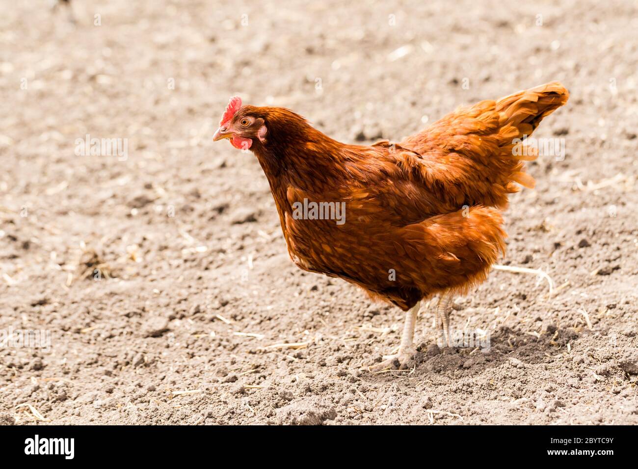 Chicken wattles hi-res stock photography and images - Alamy