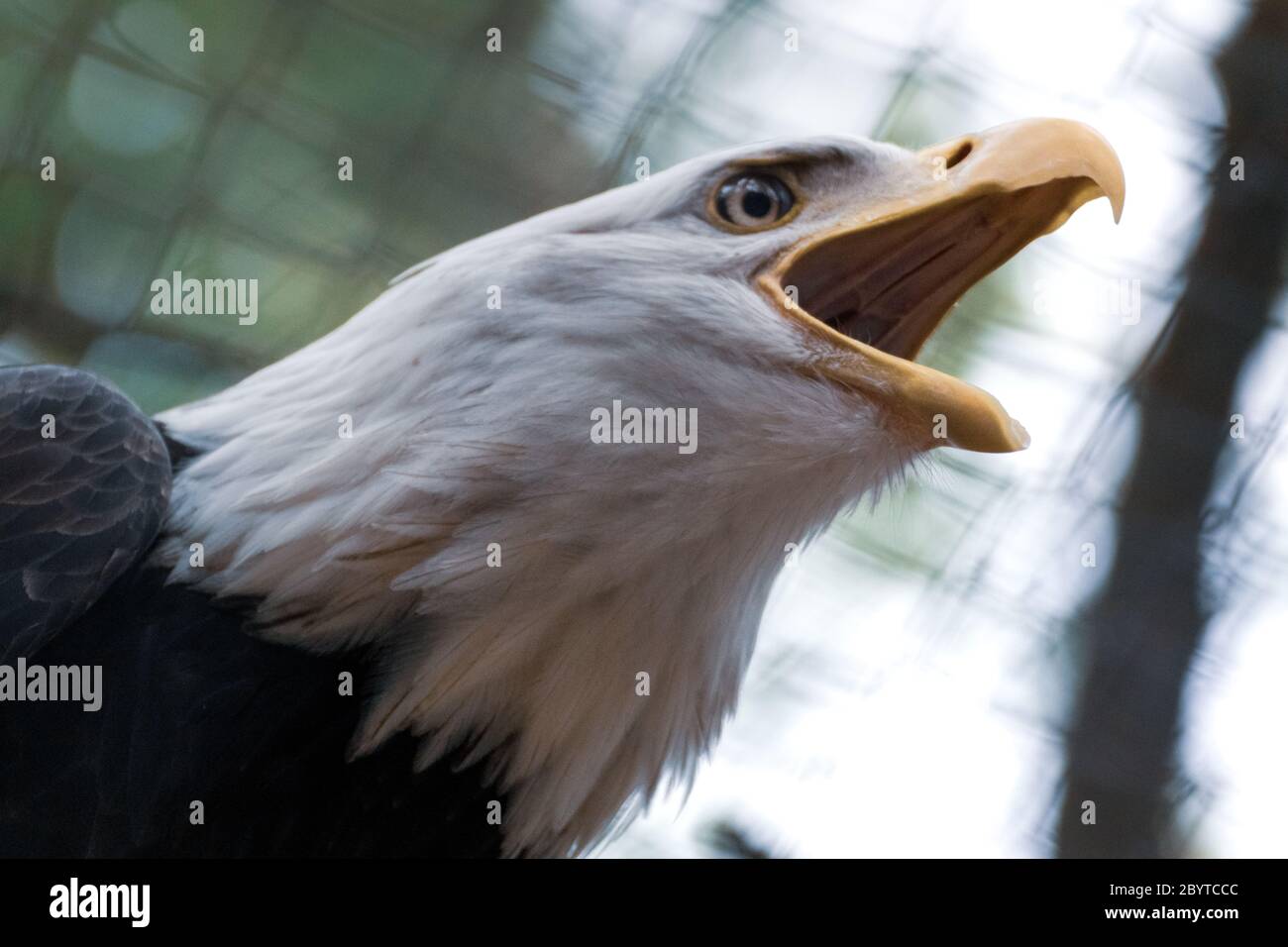 Screaming Eagle Bird