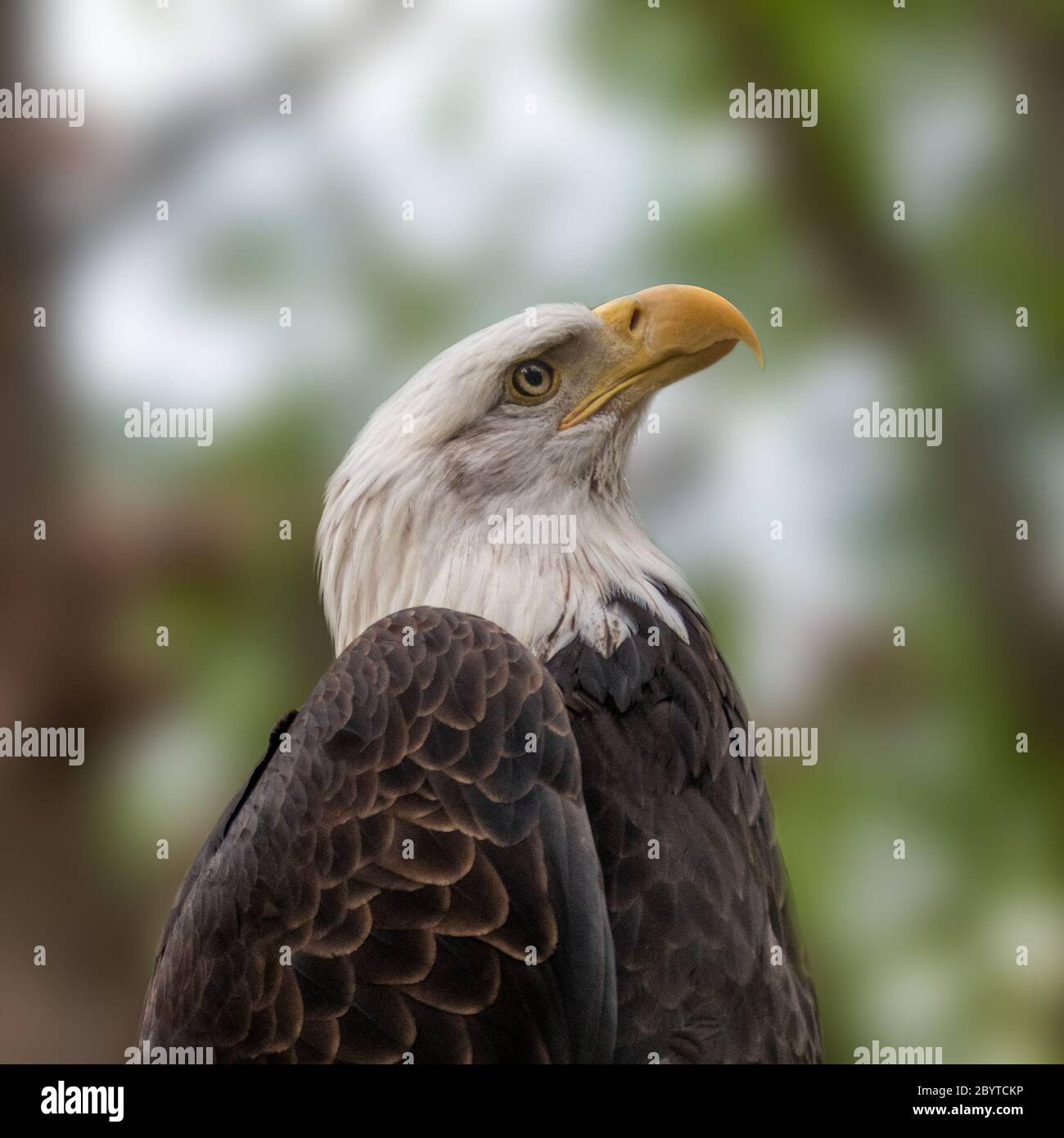 Portrait of a bald eagle head close-up on blurry natural background ...