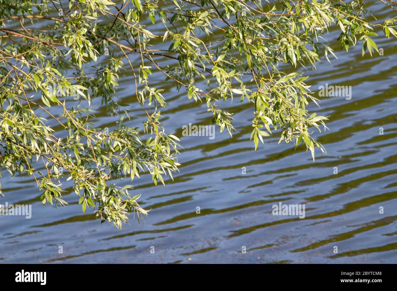 Bright sunny green tree leaves and branches close-up on river water ...