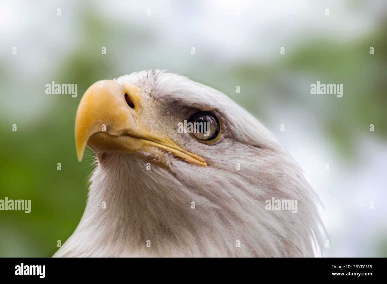 Portrait of a bald eagle head close-up on blurry natural background ...