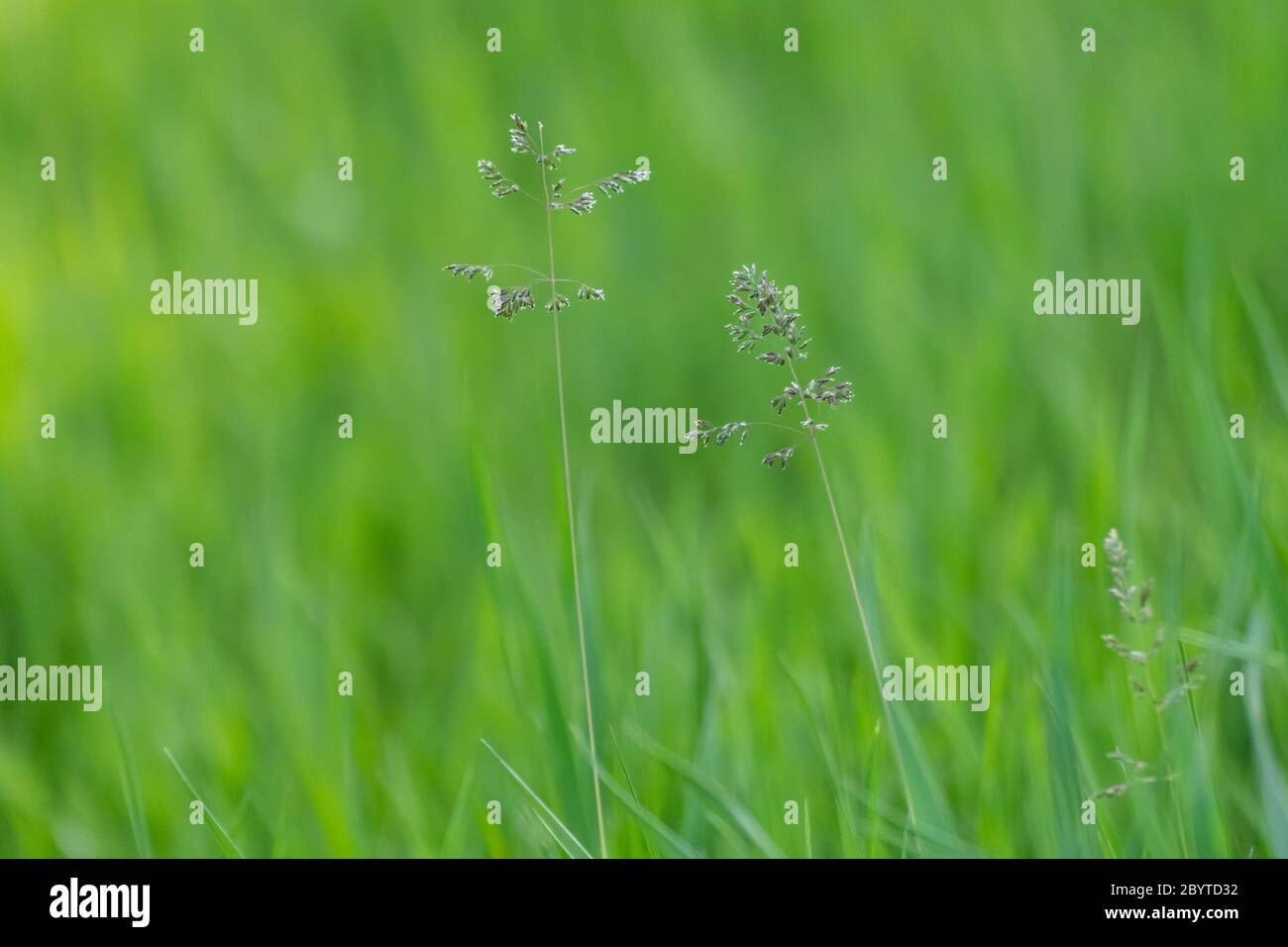 Macro green summer grass fluffy tops on bokeh very blurred vibrant background. Eco natural fresh ...