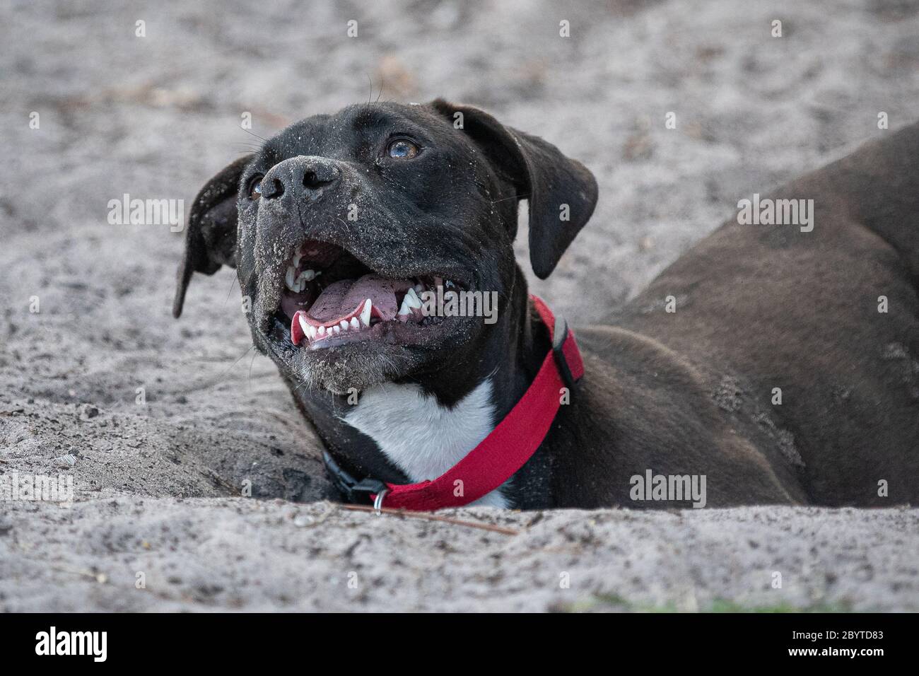 Black lab digging hole in the ground Stock Photo - Alamy