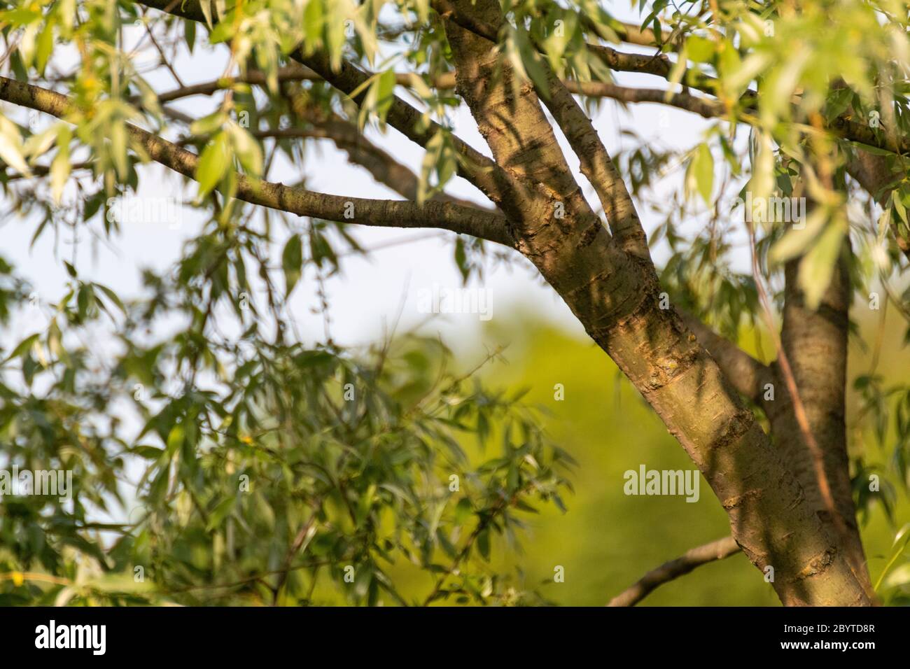 Bright sunny green tree leaves and branches close-up on blurred ...