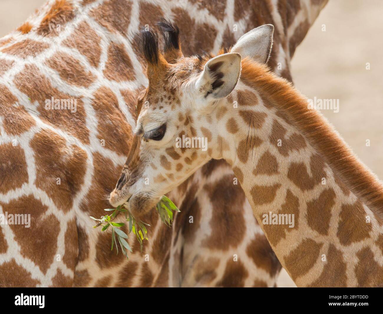 Young giraffe eating hi-res stock photography and images - Alamy