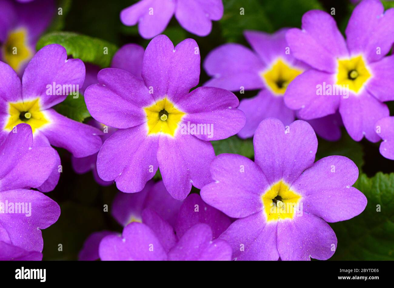 Macro small lilac flower in hi-res stock photography and images - Alamy