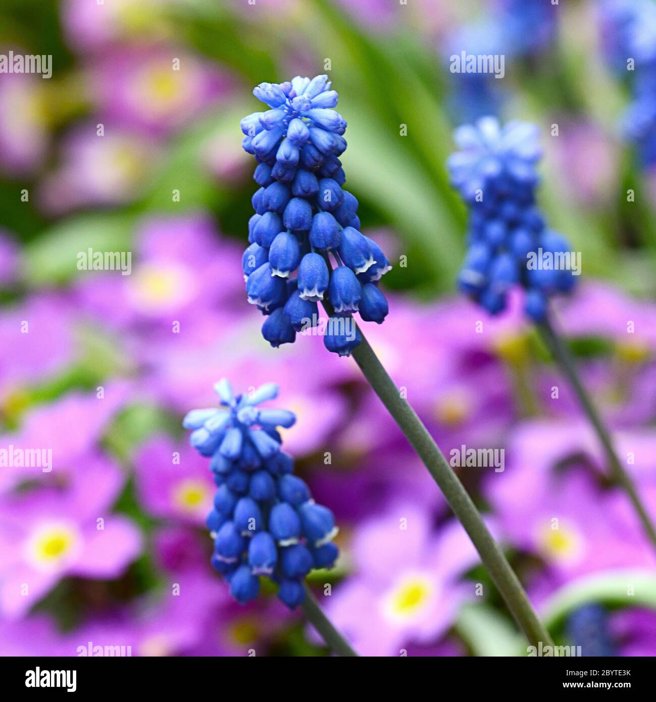 Blue spring flowers hi-res stock photography and images - Alamy