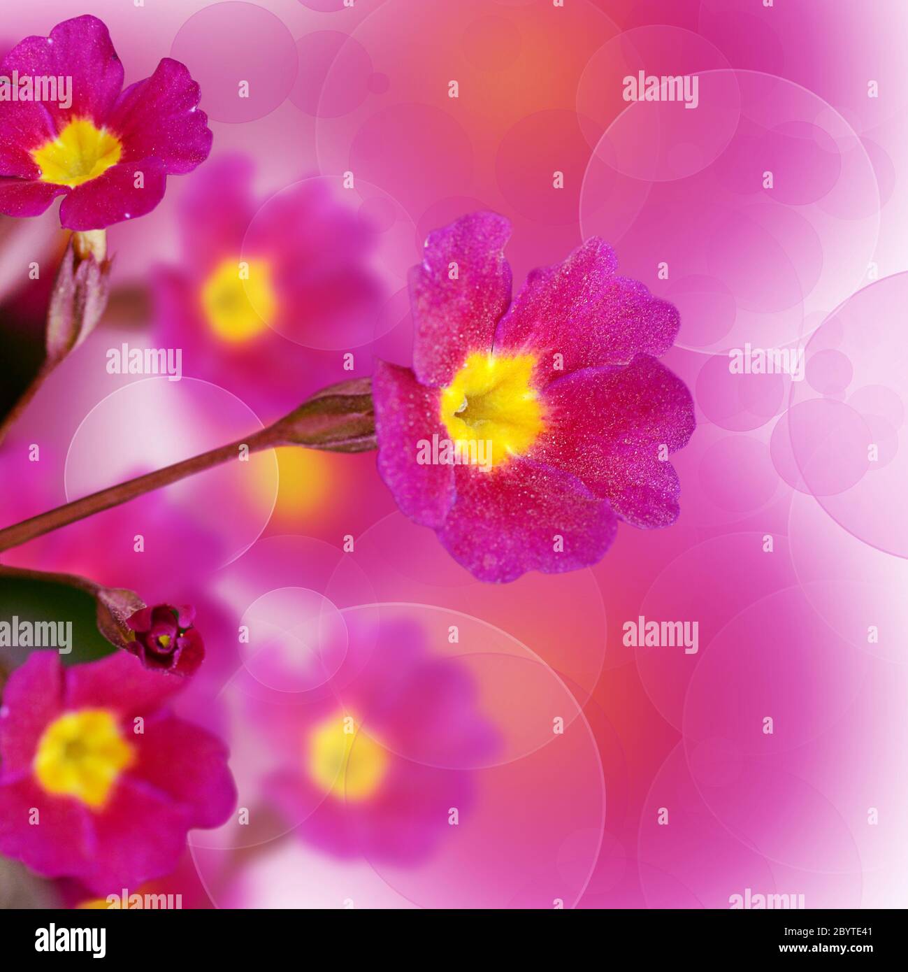 Flower lilac primrose a background Stock Photo - Alamy
