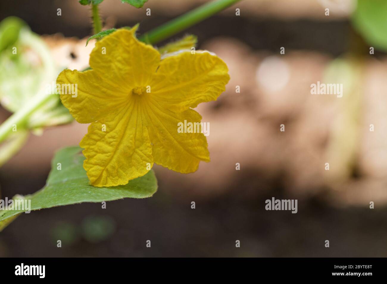 Cucumber grass hi-res stock photography and images - Alamy