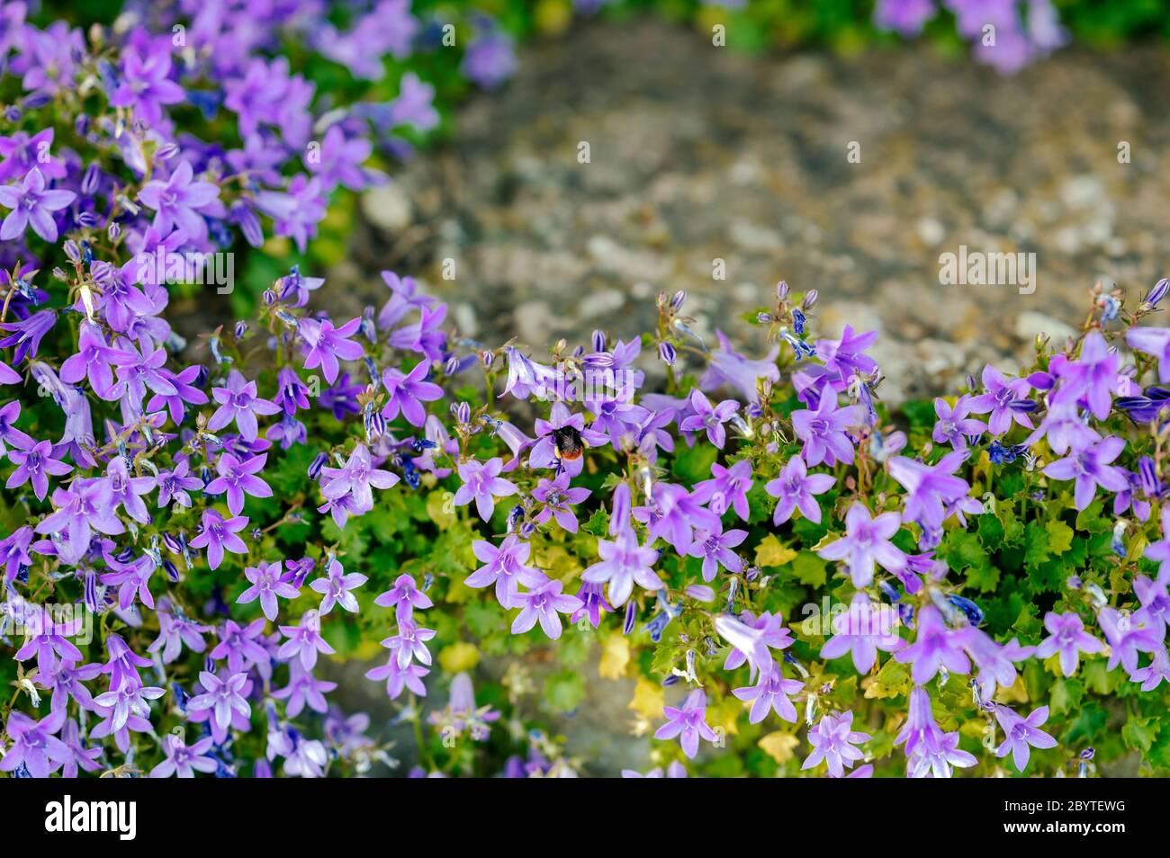 Shot of purple tinkerbell flowers with a rather strong bokeh and one ...
