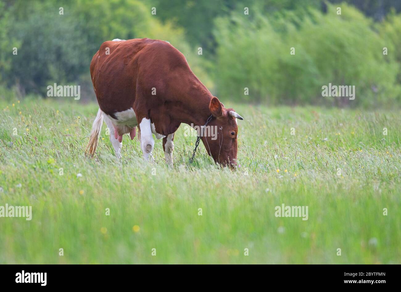 Field of cows grazing hi-res stock photography and images - Alamy