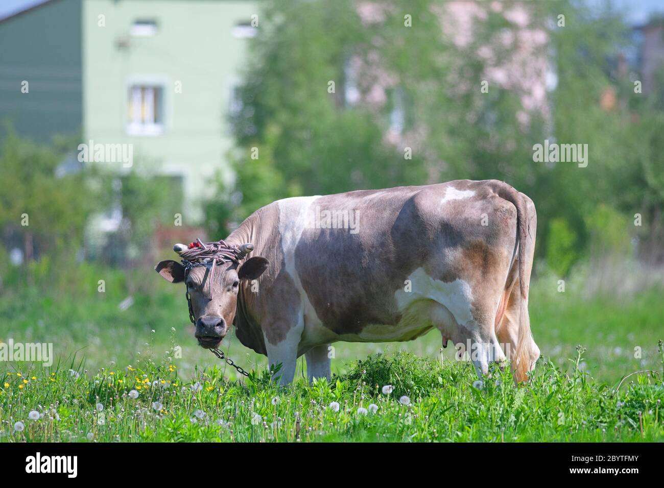 One cow hi-res stock photography and images - Alamy