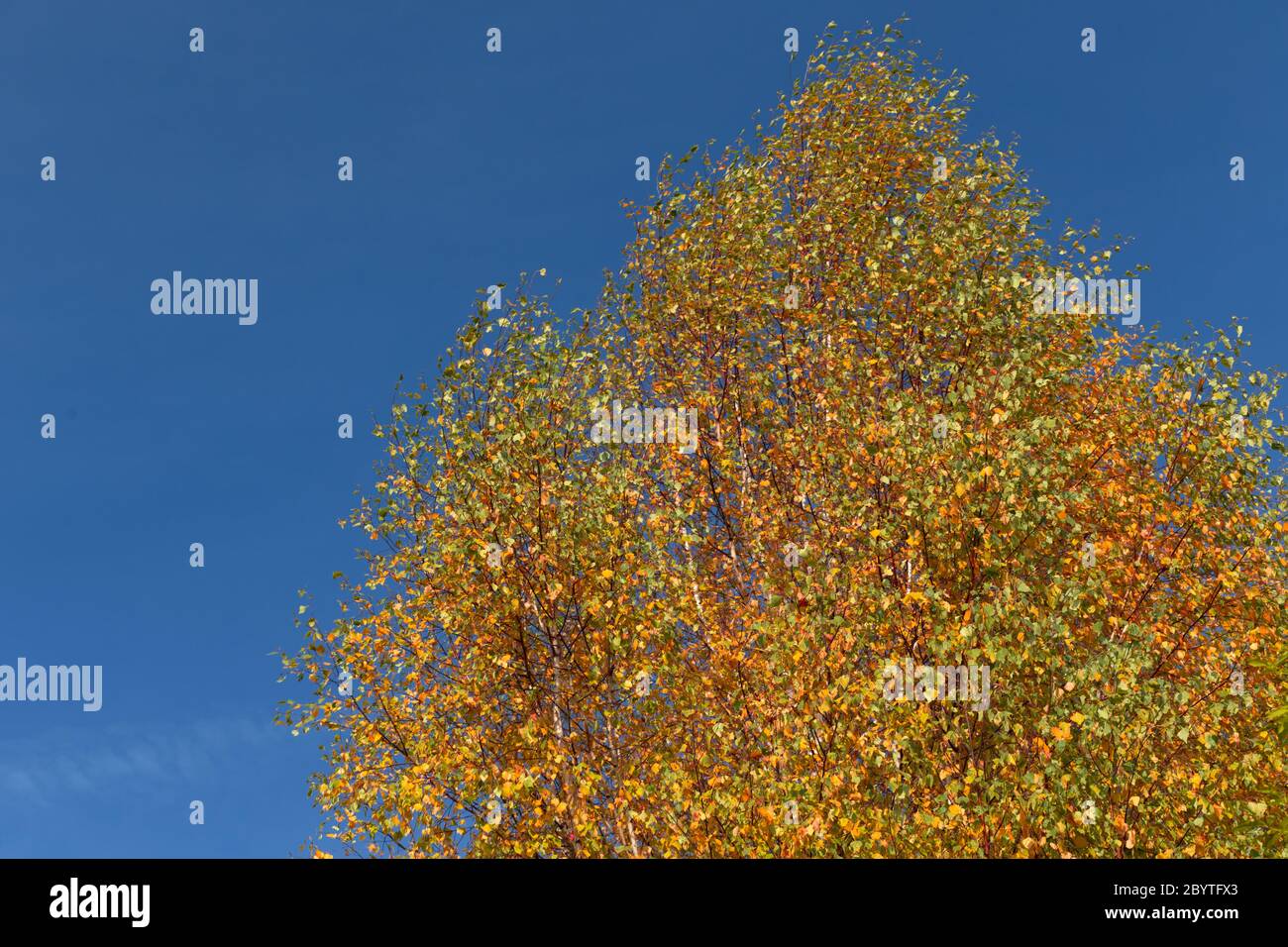 Silver birch paint hi-res stock photography and images - Alamy