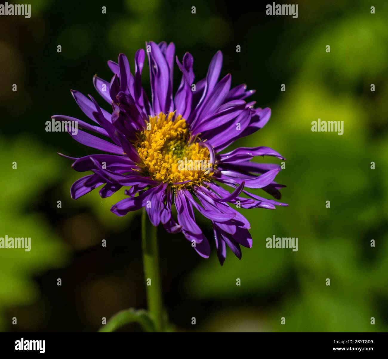 A single purple aster flower with green negative space Stock Photo - Alamy