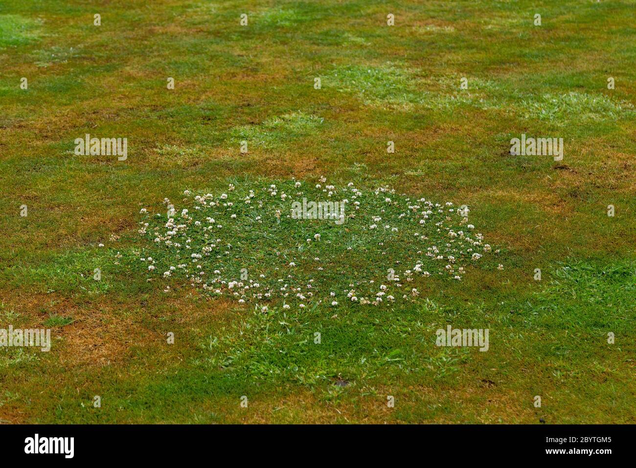Ring of clover in grass hi-res stock photography and images - Alamy