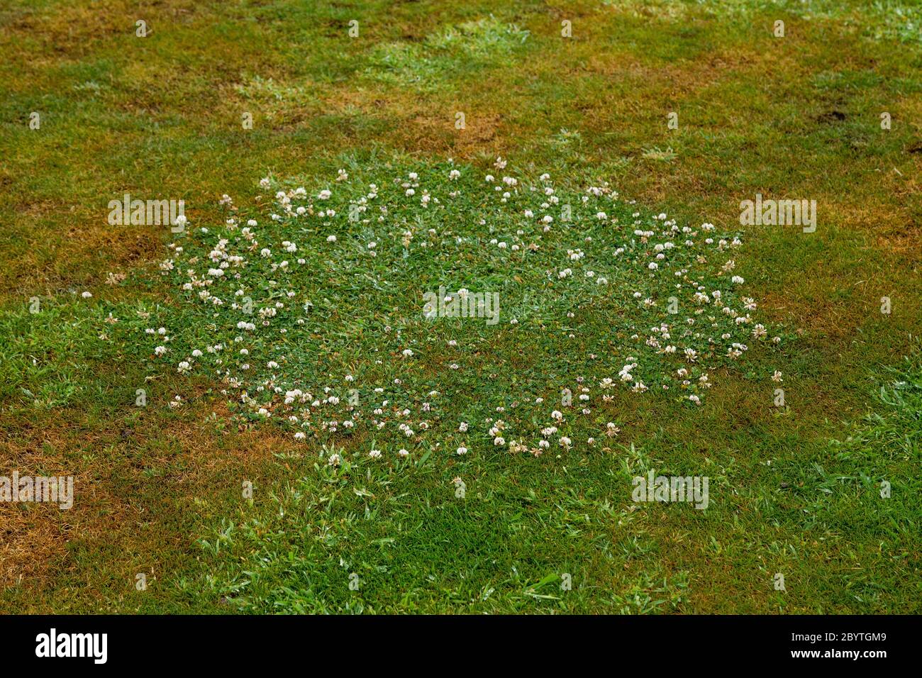 A circle of white clover flowers in a lawn Stock Photo - Alamy