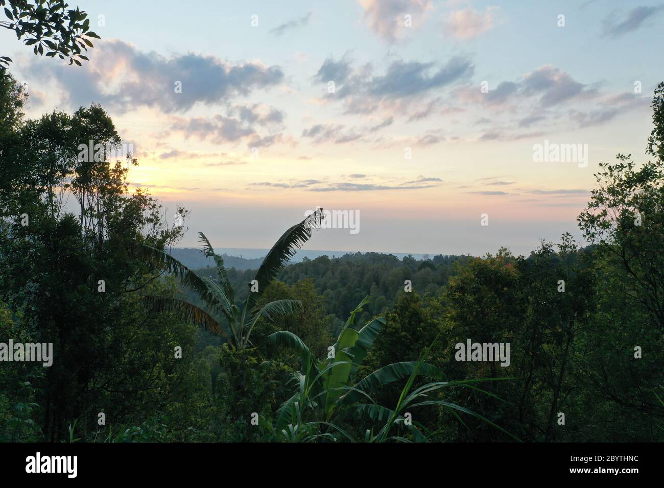 Jungle view in the north of Bali Indonesia Stock Photo - Alamy