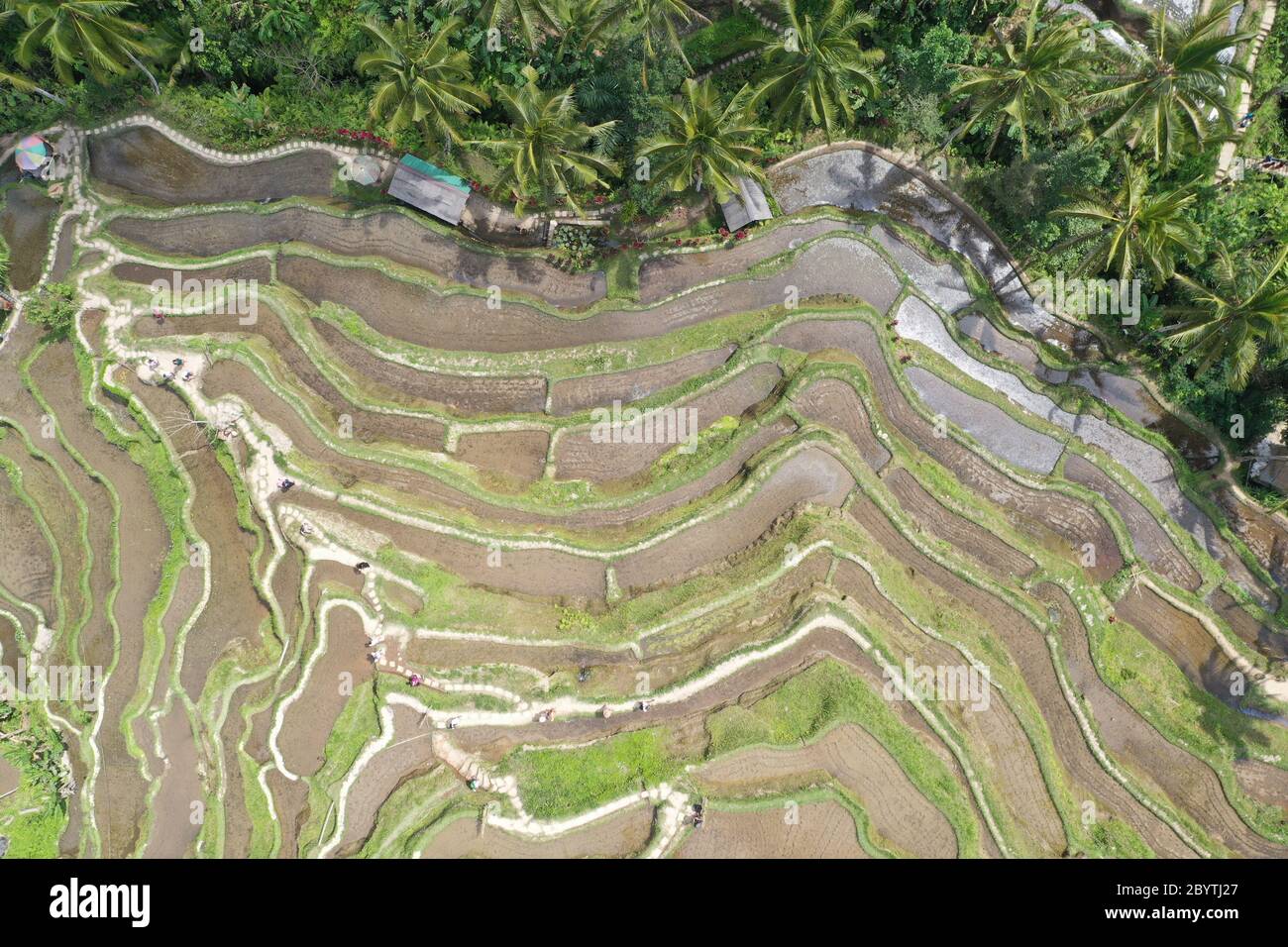 Rice terraces in Bali indonesia Stock Photo - Alamy