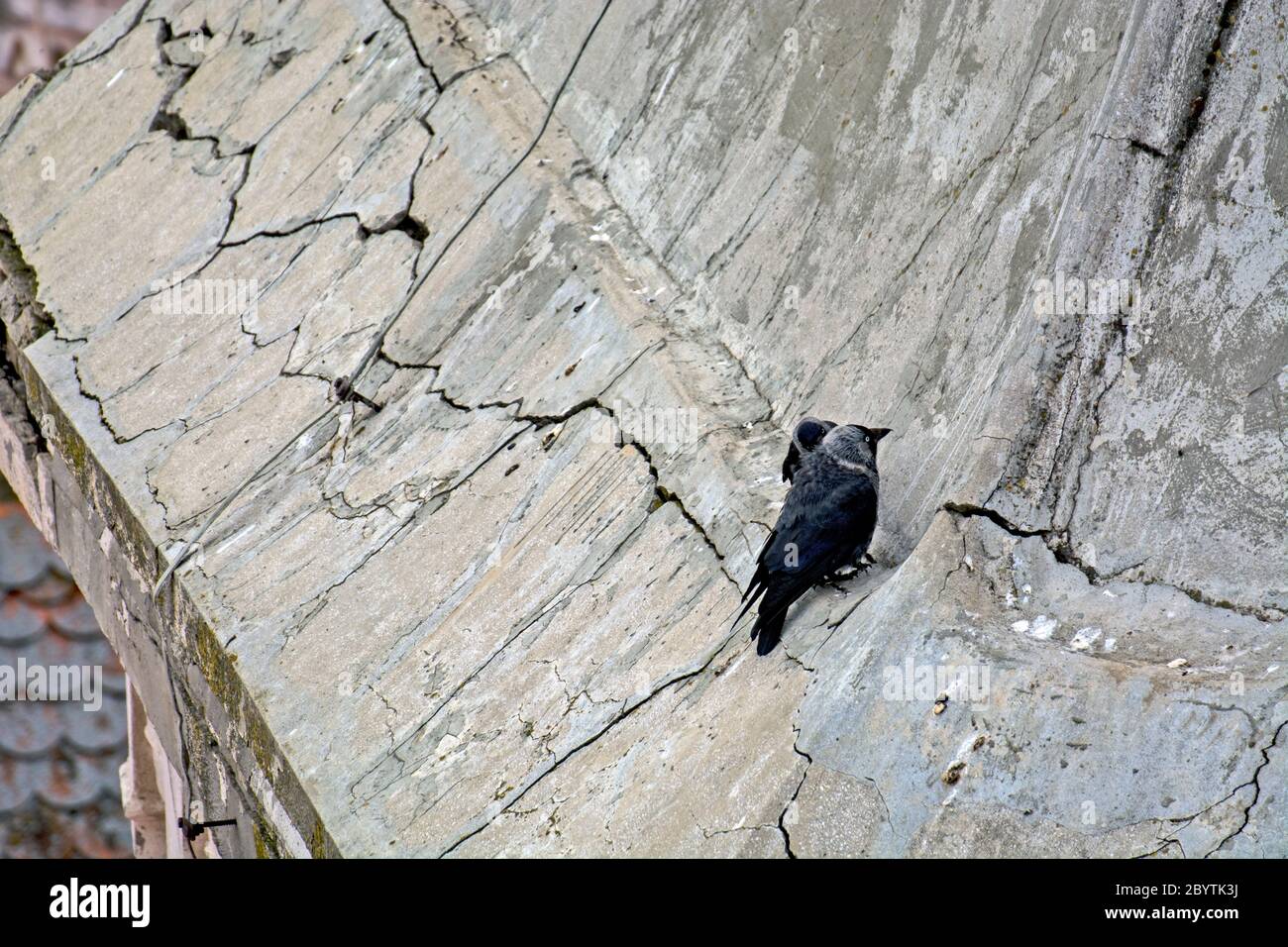 Crows on building roof hi-res stock photography and images - Alamy